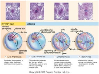 Mitosis y meiosis | PPT