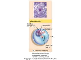 Mitosis y meiosis | PPT