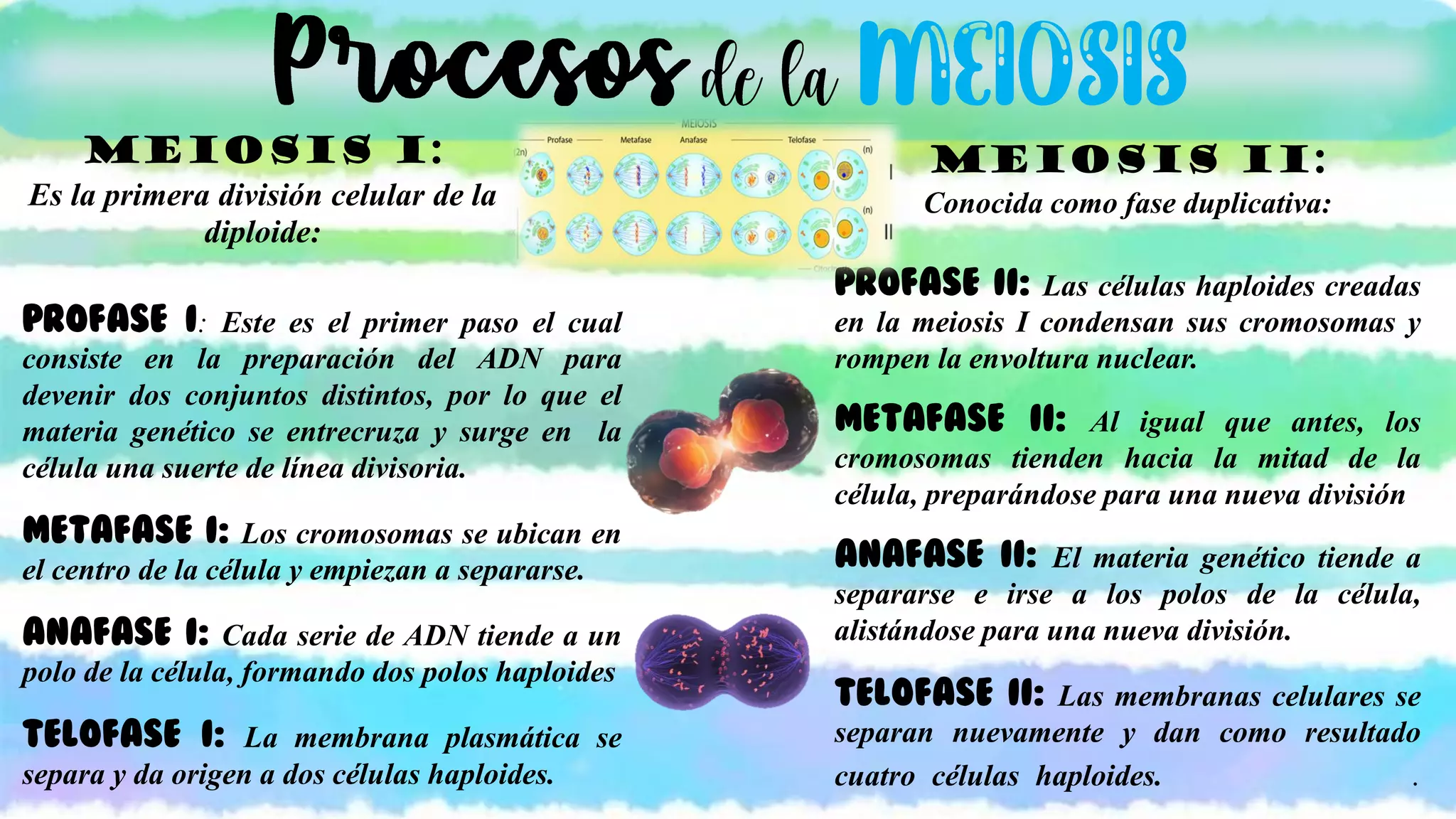 Mitosis y Meiosis | PDF | Reproductive Health | Diseases and Conditions