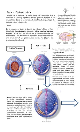 Mitosis y Meiosis.pdf