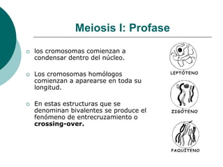 División celular: Mitosis y Meiosis. Espermatogénesis | PDF