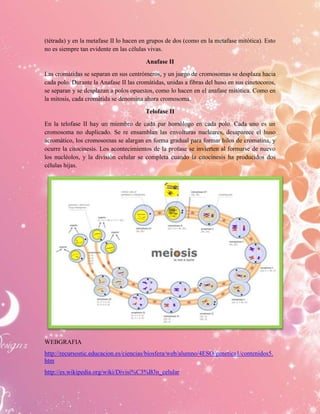 Mitosis y Meiosis I y II | DOCX