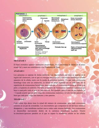 Mitosis y Meiosis I y II | DOCX