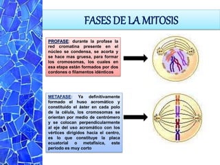 Mitosis y meiosis julio bravo | PPTX