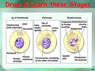 Interphase G1 Drawing