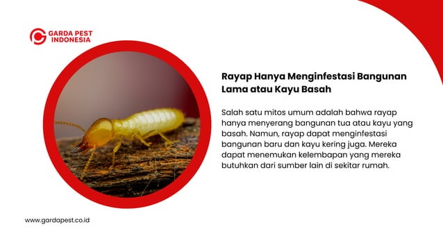 MITOS VS FAKTA RAYAP | HP 0813-1344-4221 | JASA PEMBASMI RAYAP BANDUNG ...
