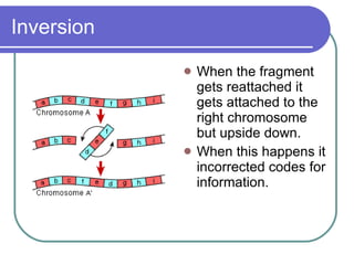 Mitotic Mistakes | PPT | Genetics | Science