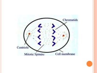 Mitotic cell division | PPTX