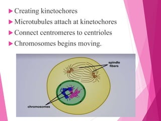 Mitotic cell division | PPTX