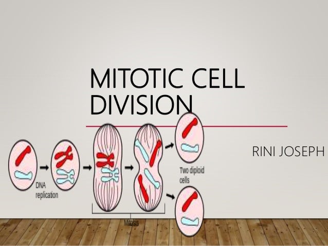 Mitotic cell division (2)
