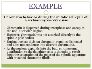 Mitotic chromatin | PPTX