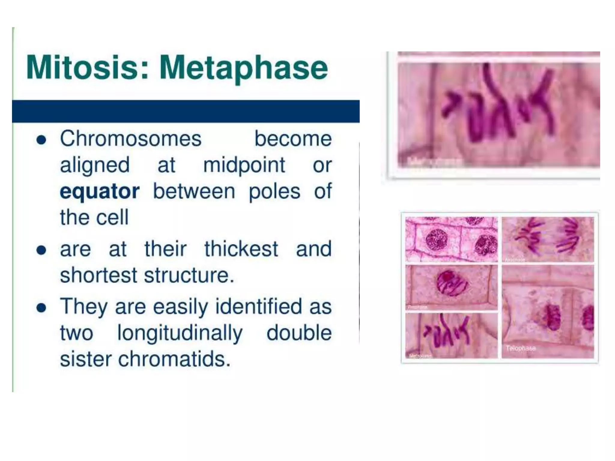 Mitotic index calculation and importance | PPTX