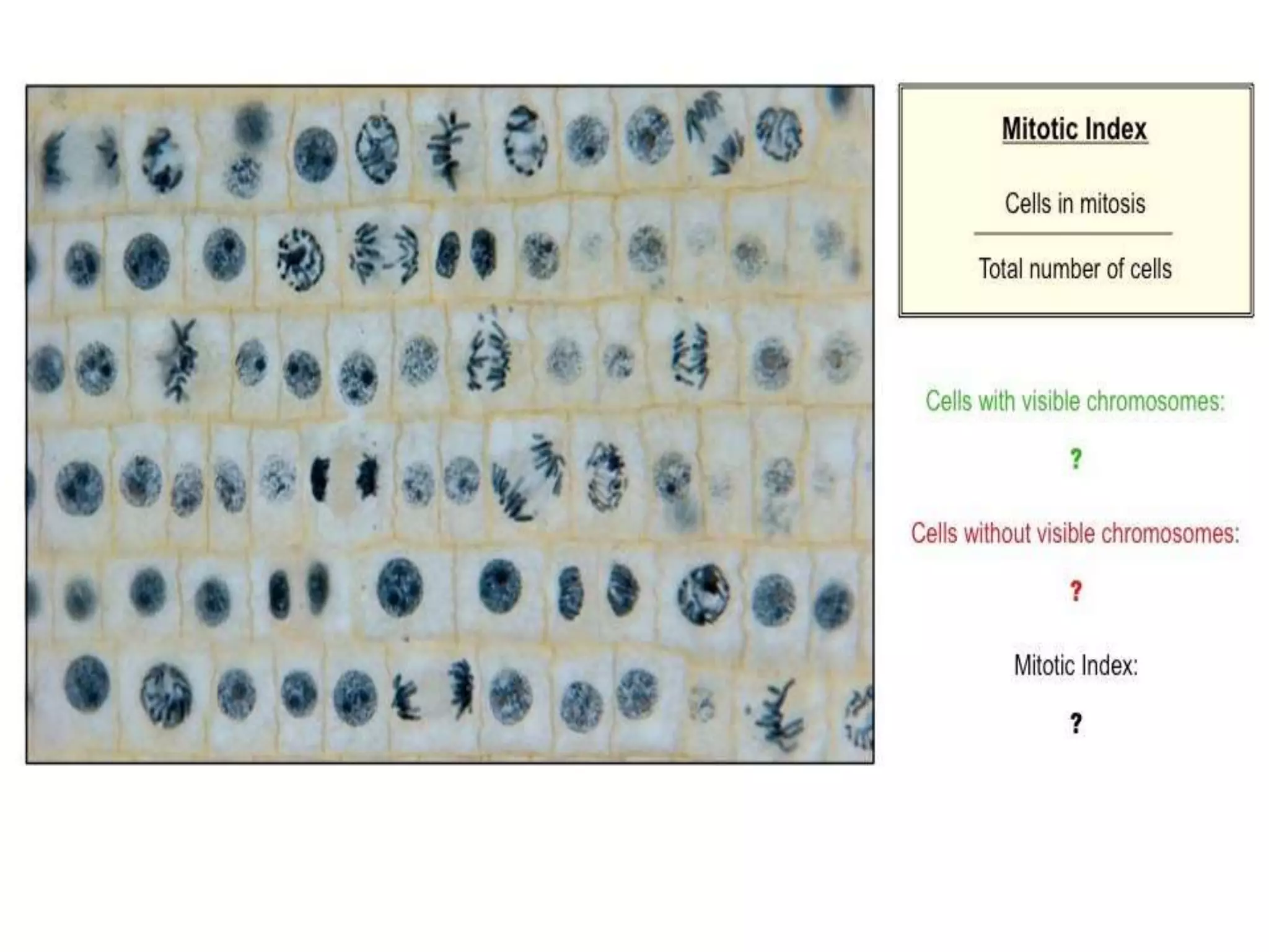 Mitotic index calculation and importance | PPTX