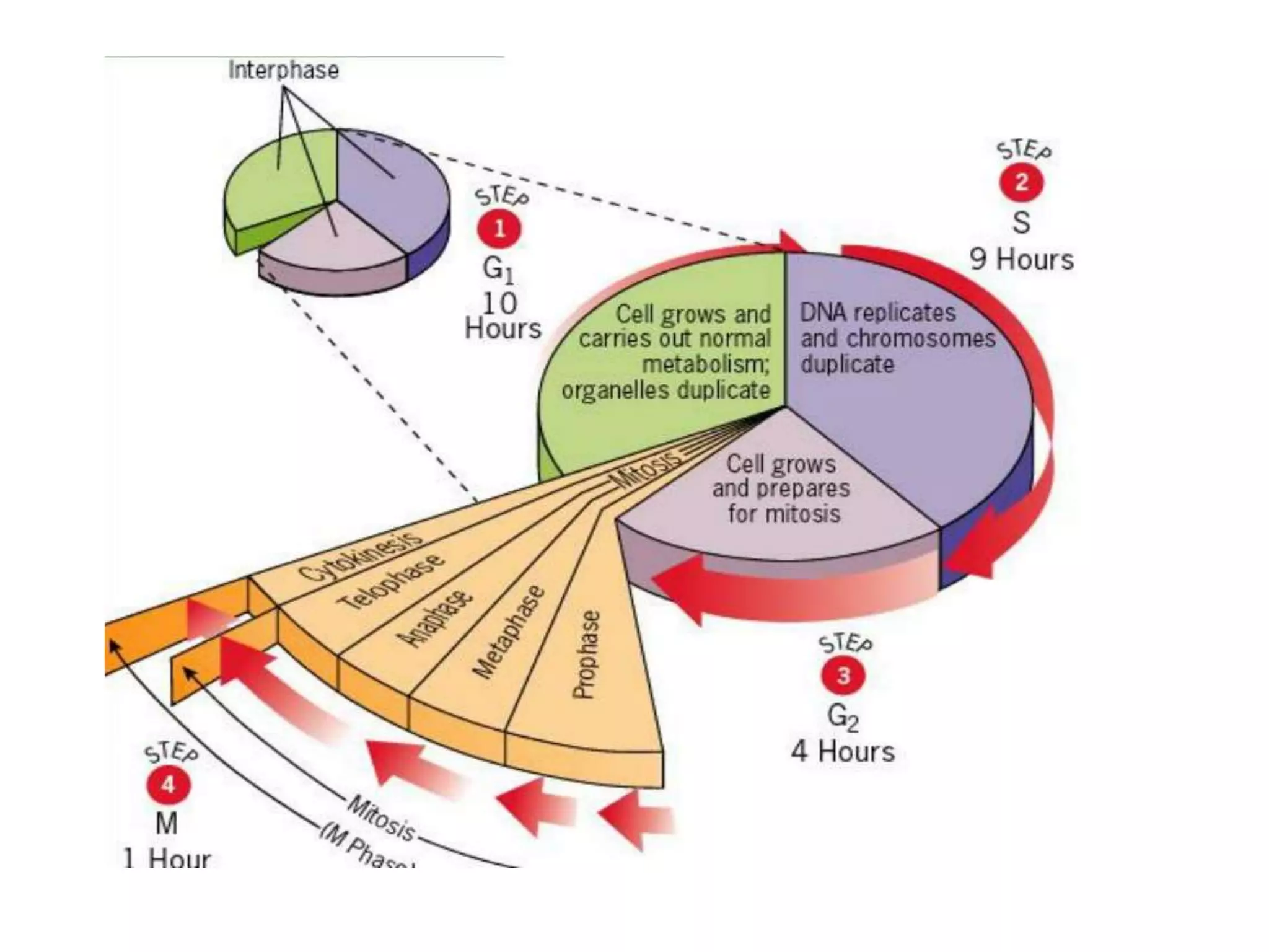 Mitotic index calculation and importance | PPTX