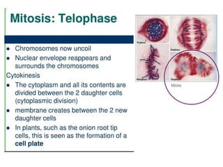 Mitotic index calculation and importance | PPTX