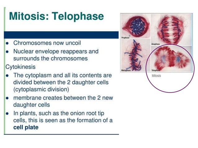 Mitotic index calculation and importance | PPTX