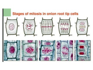 Mitotic index calculation and importance | PPTX