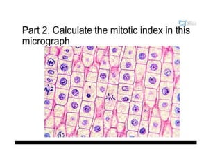 Mitotic index calculation and importance | PPTX