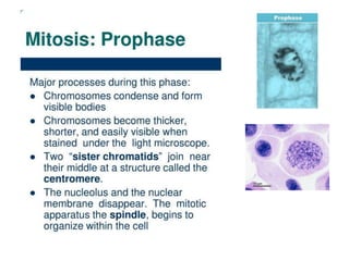 Mitotic index calculation and importance | PPTX
