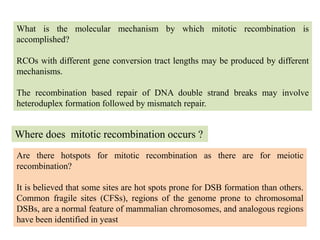 Mitotic recombinationobbh hjijvuhbhuuigg | PPT