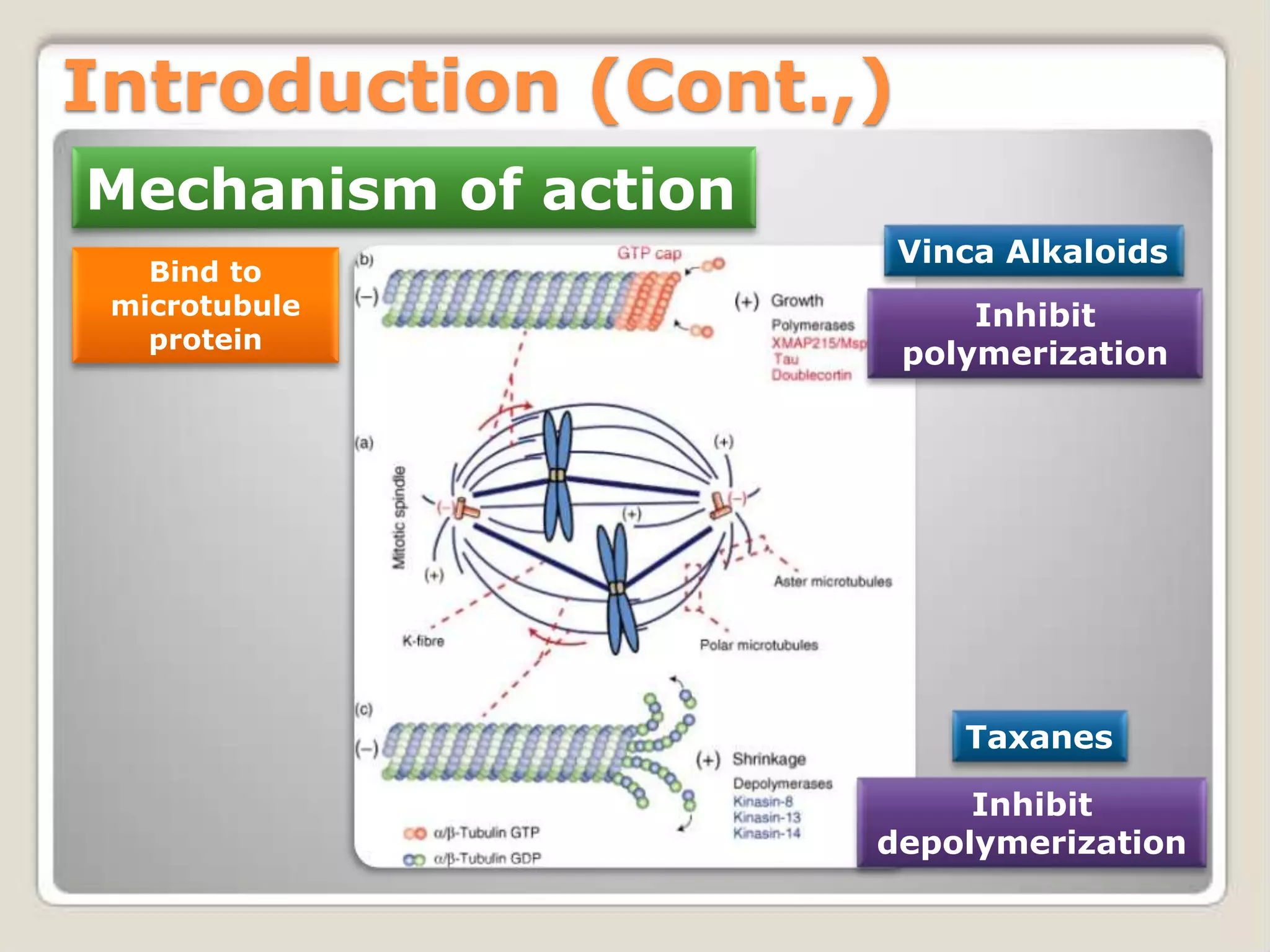Mitotic spindle agents | PPTX
