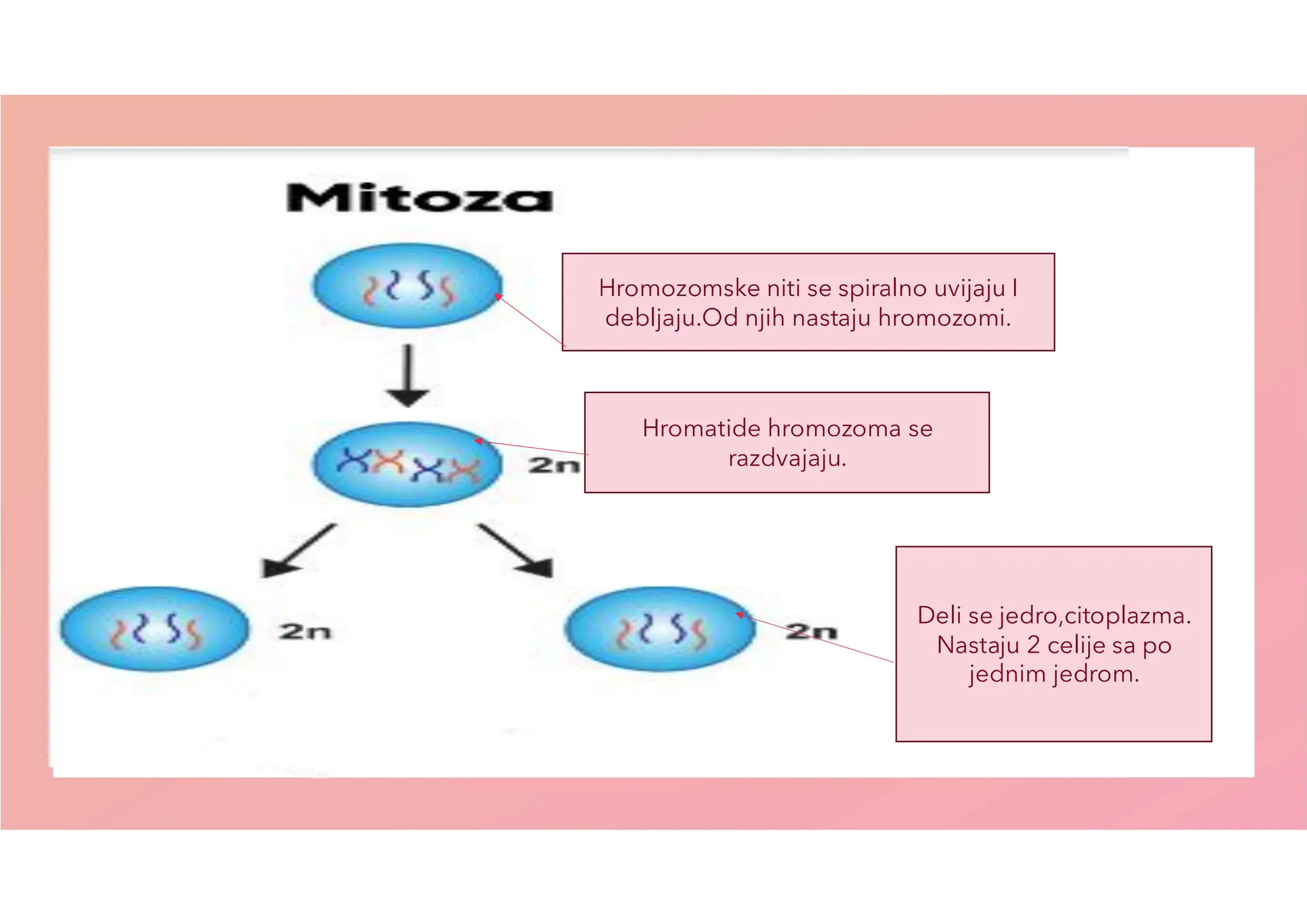 ~~MITOZA~~ biologija za 7.razred osnovne skole~~ | PDF