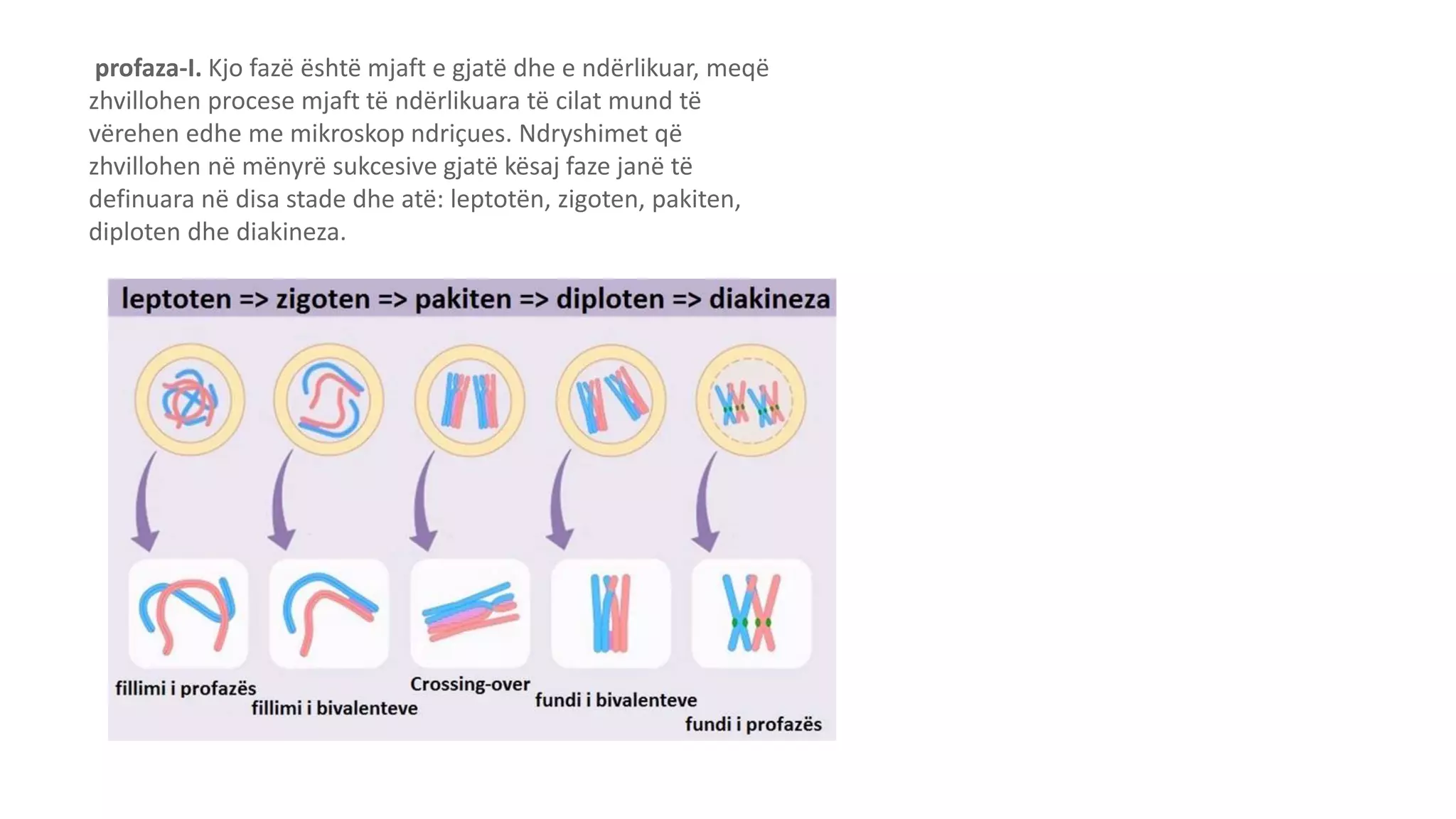 mitoza dhe mejoza.pptx