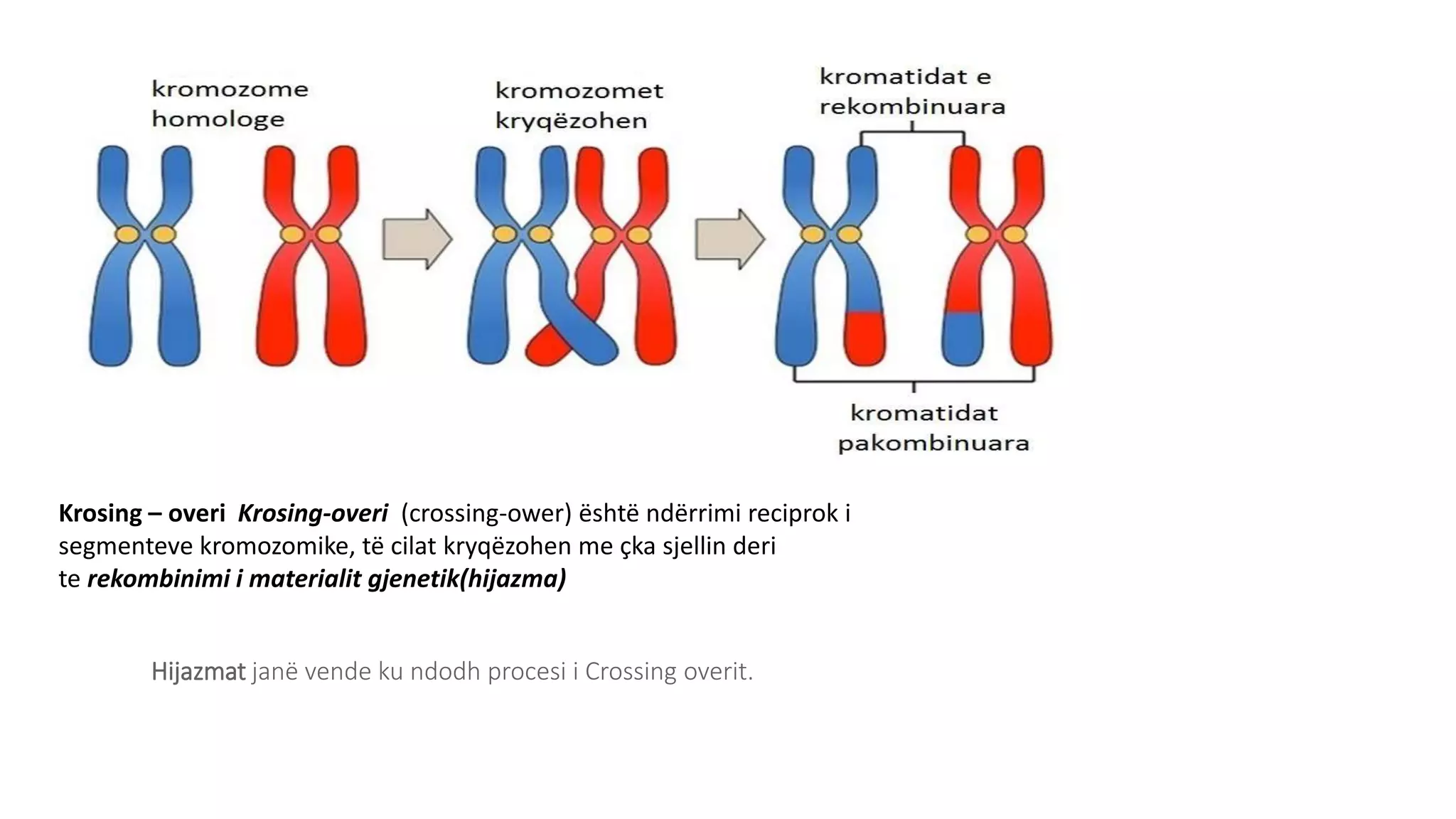 mitoza dhe mejoza.pptx