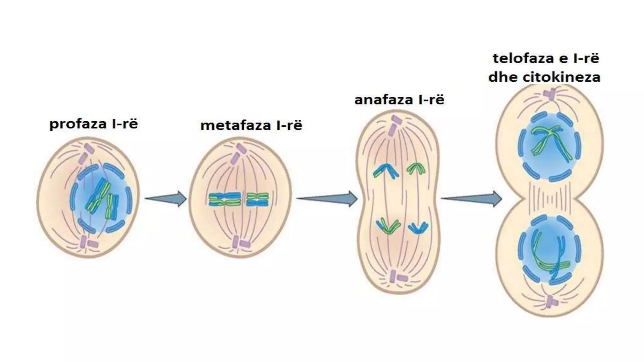 mitoza dhe mejoza.pptx