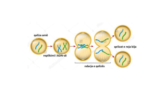 mitoza dhe mejoza.pptx
