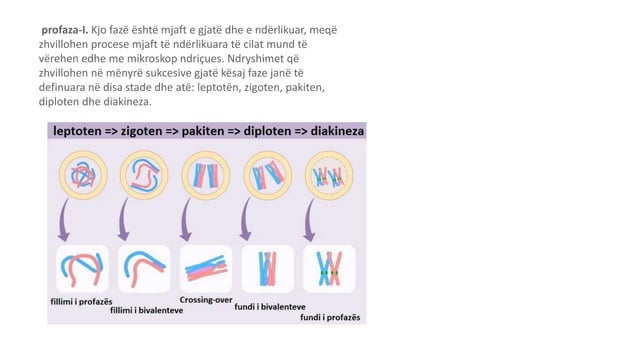 mitoza dhe mejoza.pptx