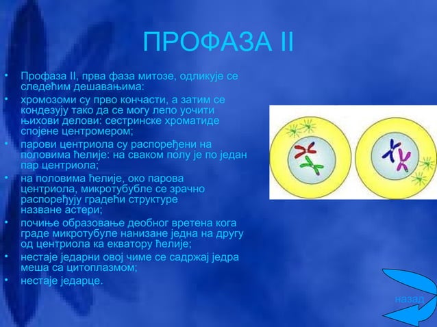 Biologija - Mitoza i mejoza - Milijana Zec - Dimitrijević Radica | PPT