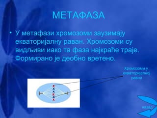 Biologija - Mitoza i mejoza - Milijana Zec - Dimitrijević Radica | PPT