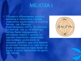 Mitoza i mejoza - Milijana Zec - Dimitrijević Radica | PPT