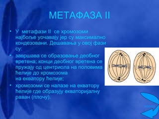 Mitoza i mejoza - Milijana Zec - Dimitrijević Radica | PPT