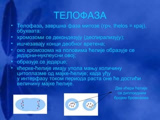 Mitoza i mejoza - Milijana Zec - Dimitrijević Radica | PPT