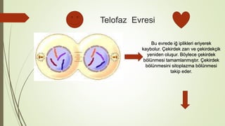 Mi̇toz bölünme nurcan | PPSX