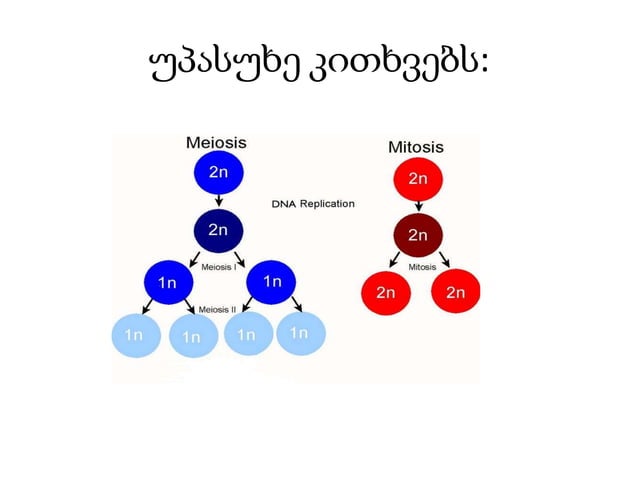 Mitozi& meiozi-nelimaglakelidze | PPTX