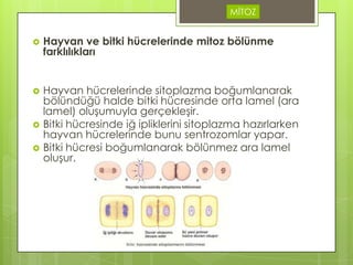 Mitoz ve mayoz 2010 | PPTX