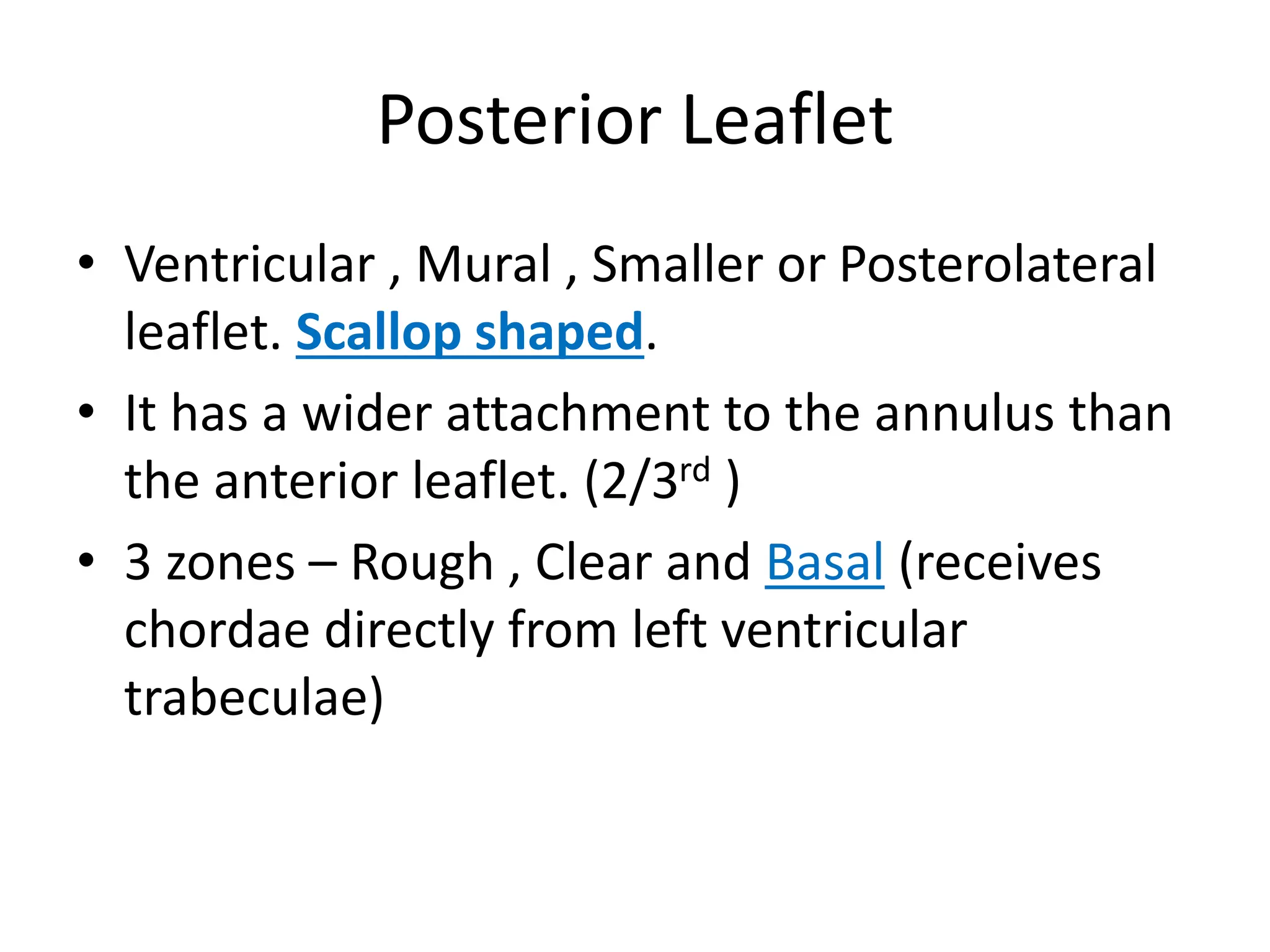 Mitral valve anatomy - ppt by kunwar sidharth | PPTX