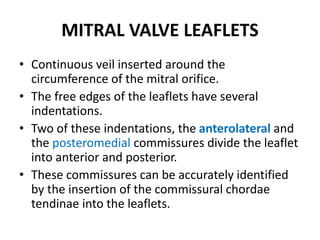 Mitral valve anatomy - ppt by kunwar sidharth | PPTX