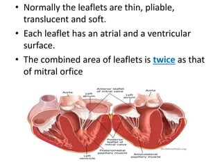 Mitral valve anatomy - ppt by kunwar sidharth | PPTX