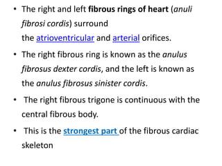 Mitral valve anatomy - ppt by kunwar sidharth | PPTX