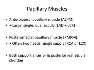 Mitral_Valve_Anatomy-with schematic diagram | PDF