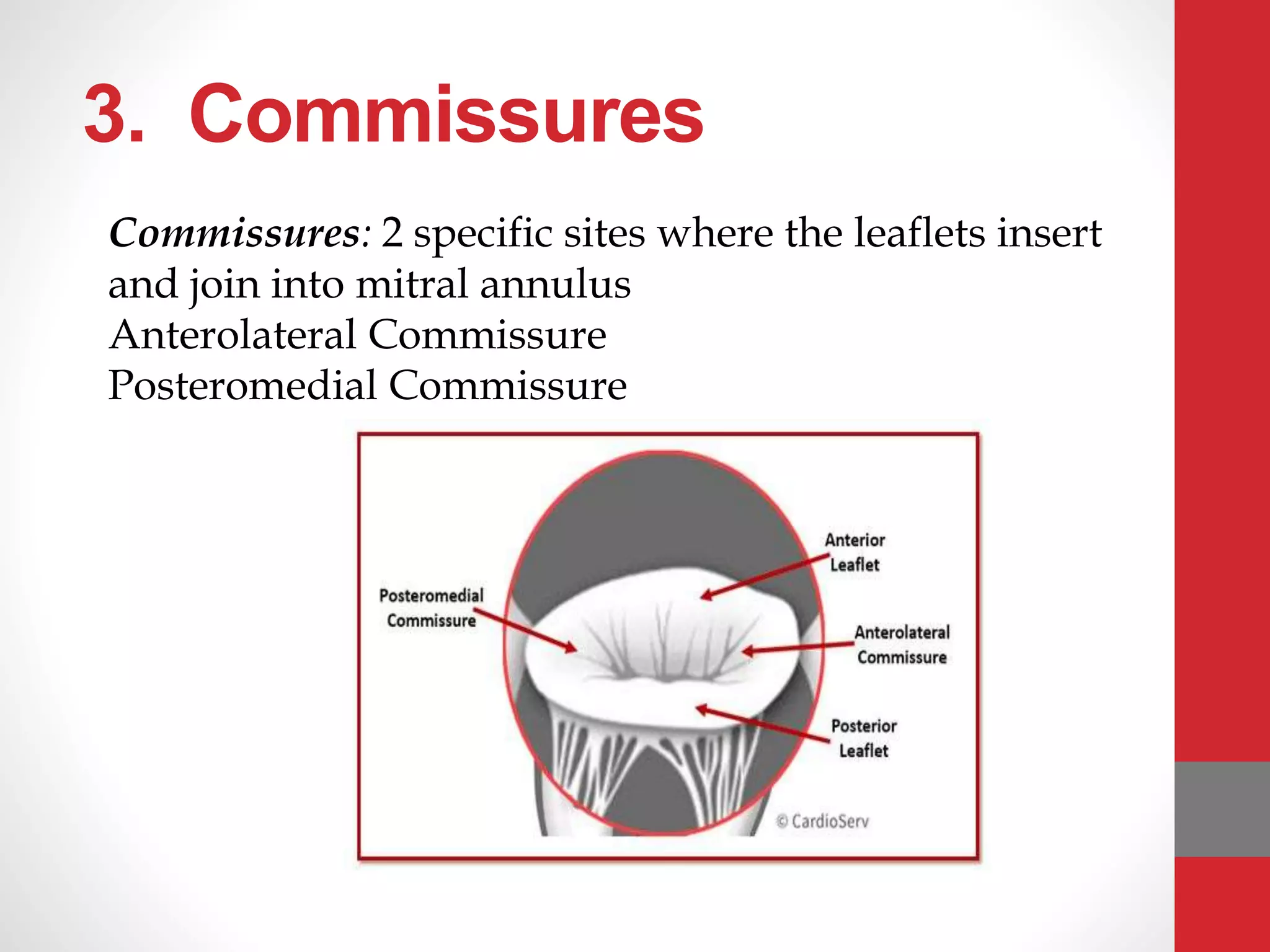 Mitral valve anatomy.pptx