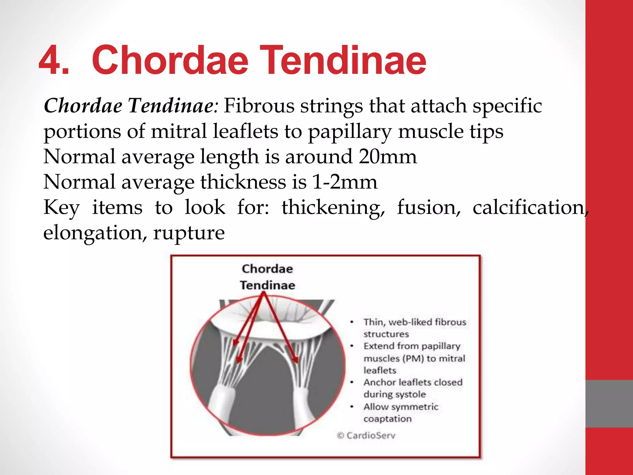 Mitral valve anatomy.pptx