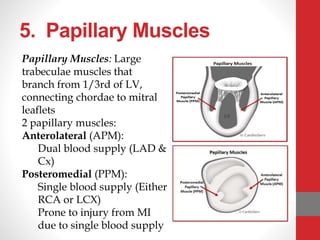 Mitral valve anatomy.pptx