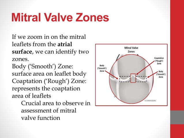Mitral valve anatomy.pptx | Heart and Cardiovascular Diseases ...