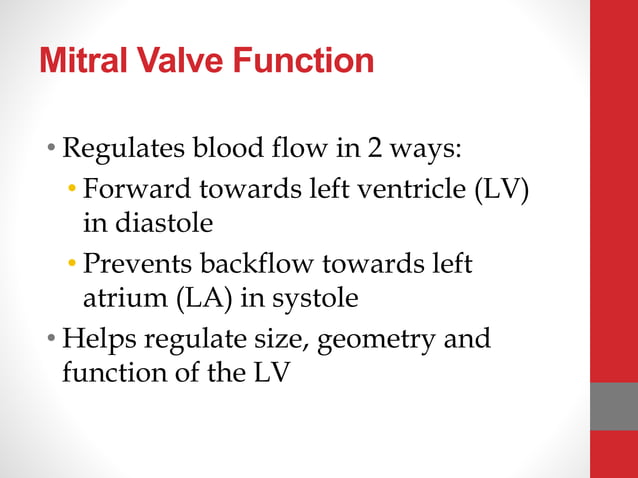 Mitral valve anatomy.pptx | Heart and Cardiovascular Diseases ...