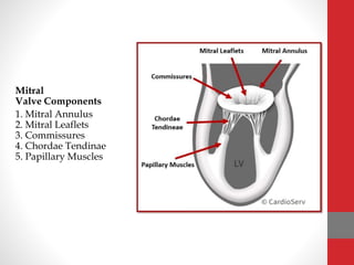 Mitral valve anatomy.pptx